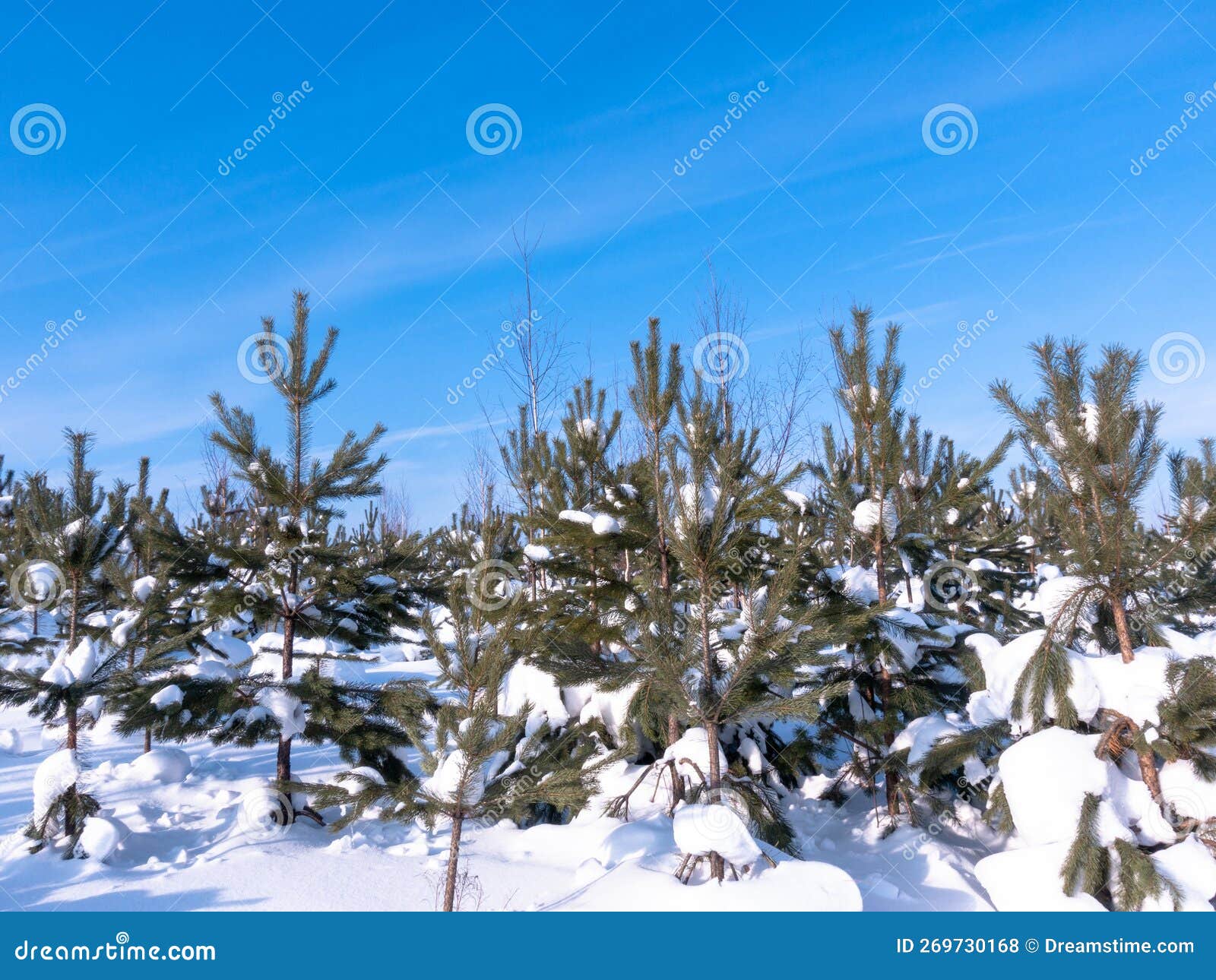 Winter Landscape, Pine Trees, Walk in the Winter Forest, Park Stock ...