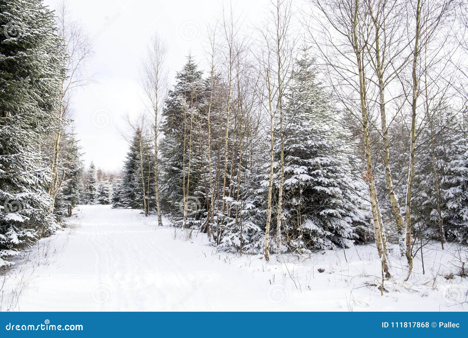 Pinetrees Filled with Snow and a Path in the Middle Stock Photo - Image ...