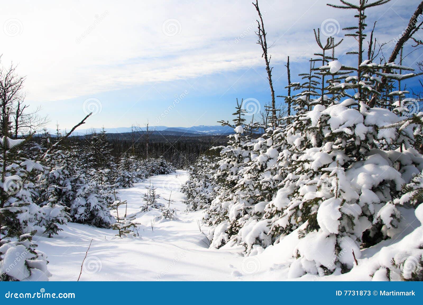 Winter landscape, Quebec stock image. Image of pine, forest - 7731873
