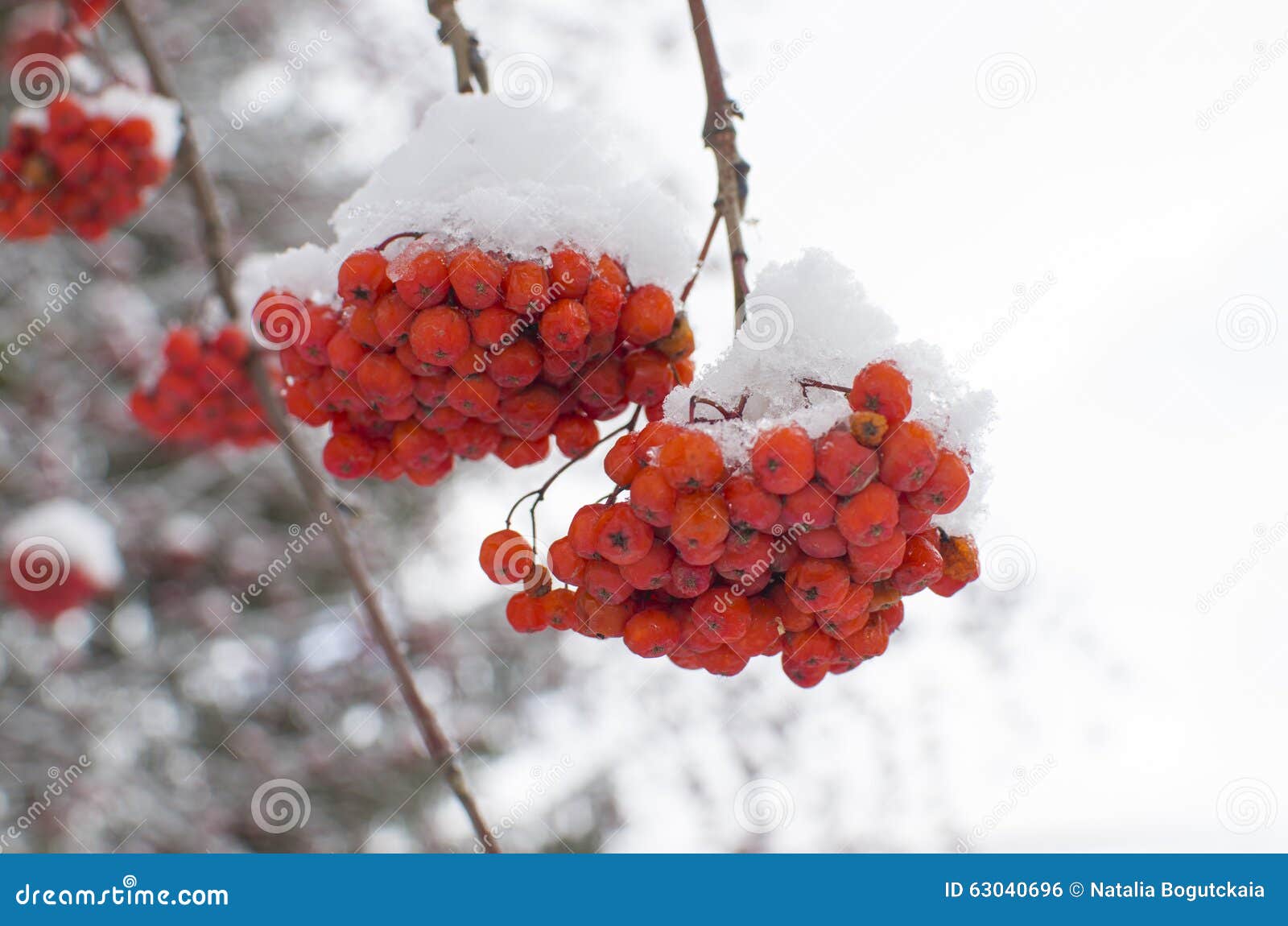 Winter Landscape Red Berry in Snow Stock Photo - Image of beautiful ...