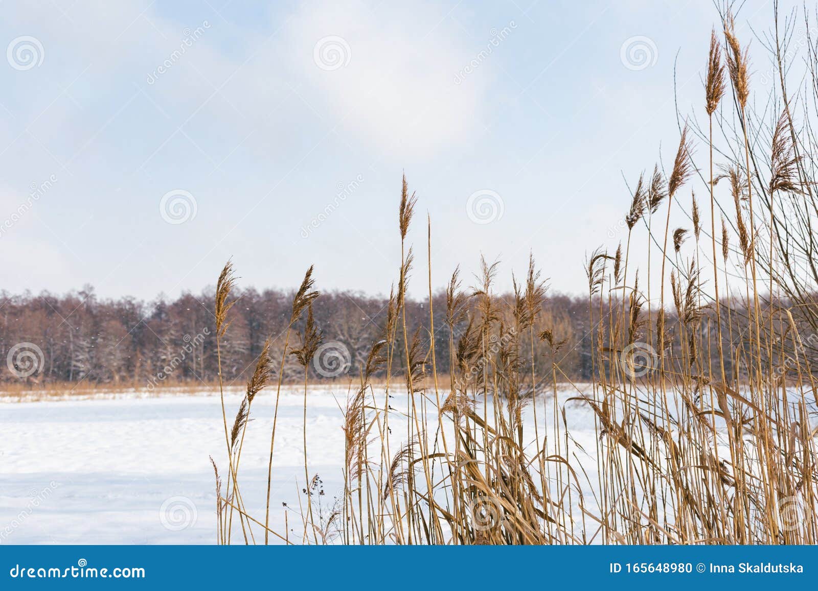 Winter Landscape with Reeds and Falling Snow Stock Photo - Image of ...