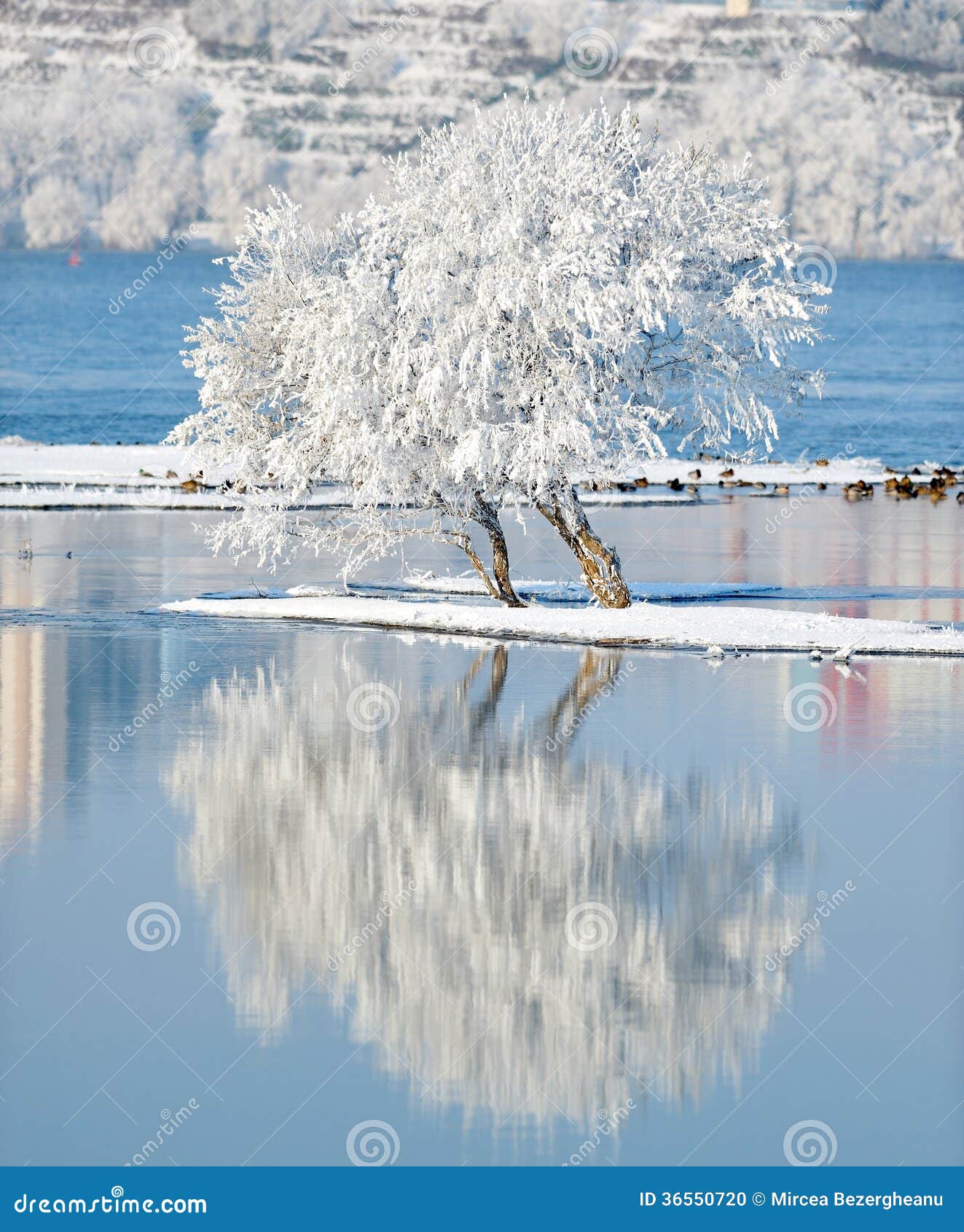 Winter Landscape with Reflection in the Water Stock Photo - Image of ...