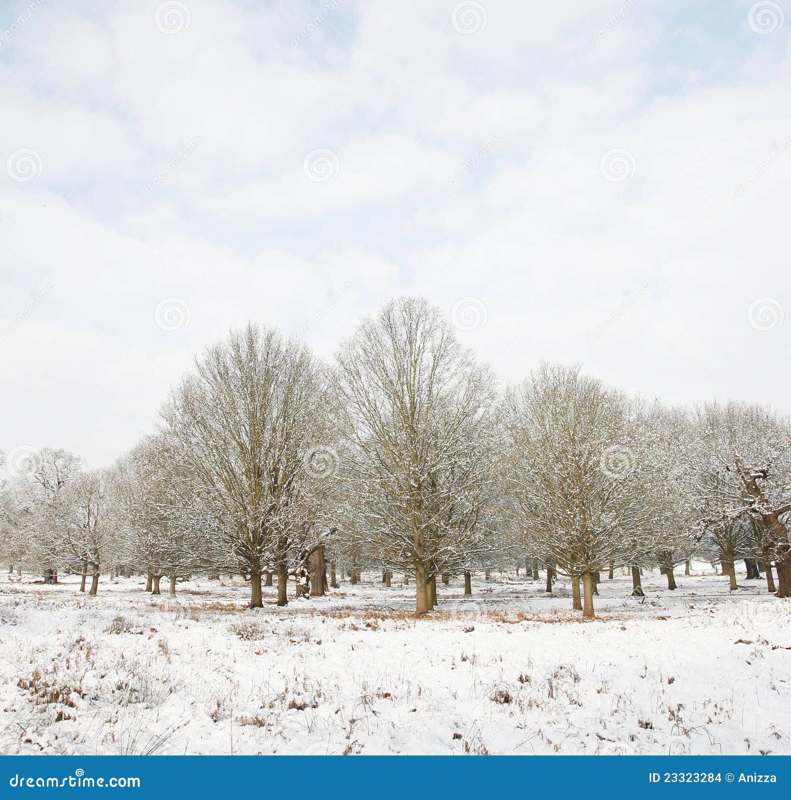 Winter Landscape of Richmond Park Stock Photo - Image of calm, february ...