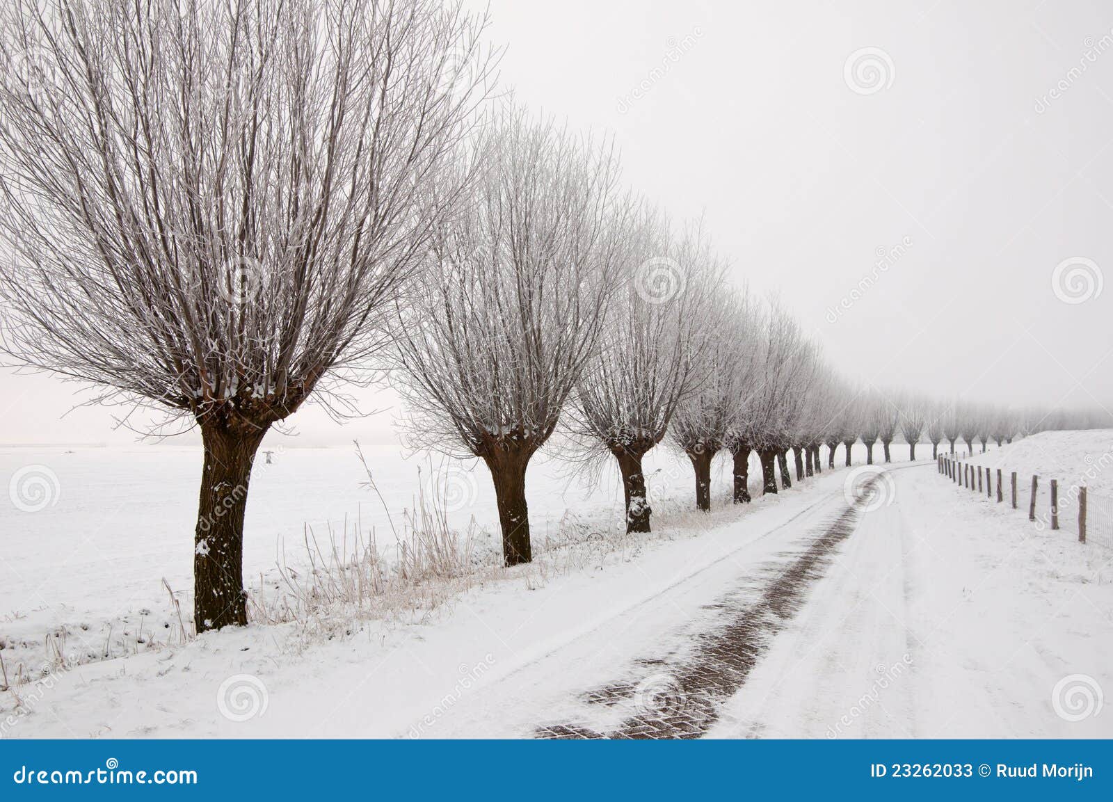 Winter Landscape with a Row of Pollard Willows Stock Image - Image of ...