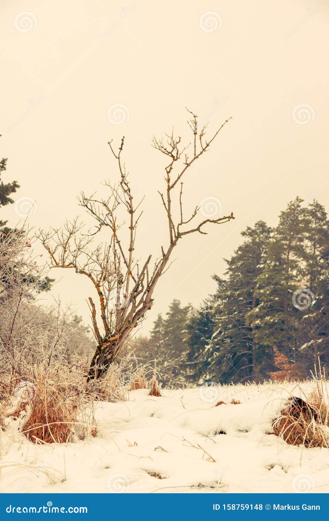Winter Landscape Scenery with a Pine Tree Stock Photo - Image of cold ...
