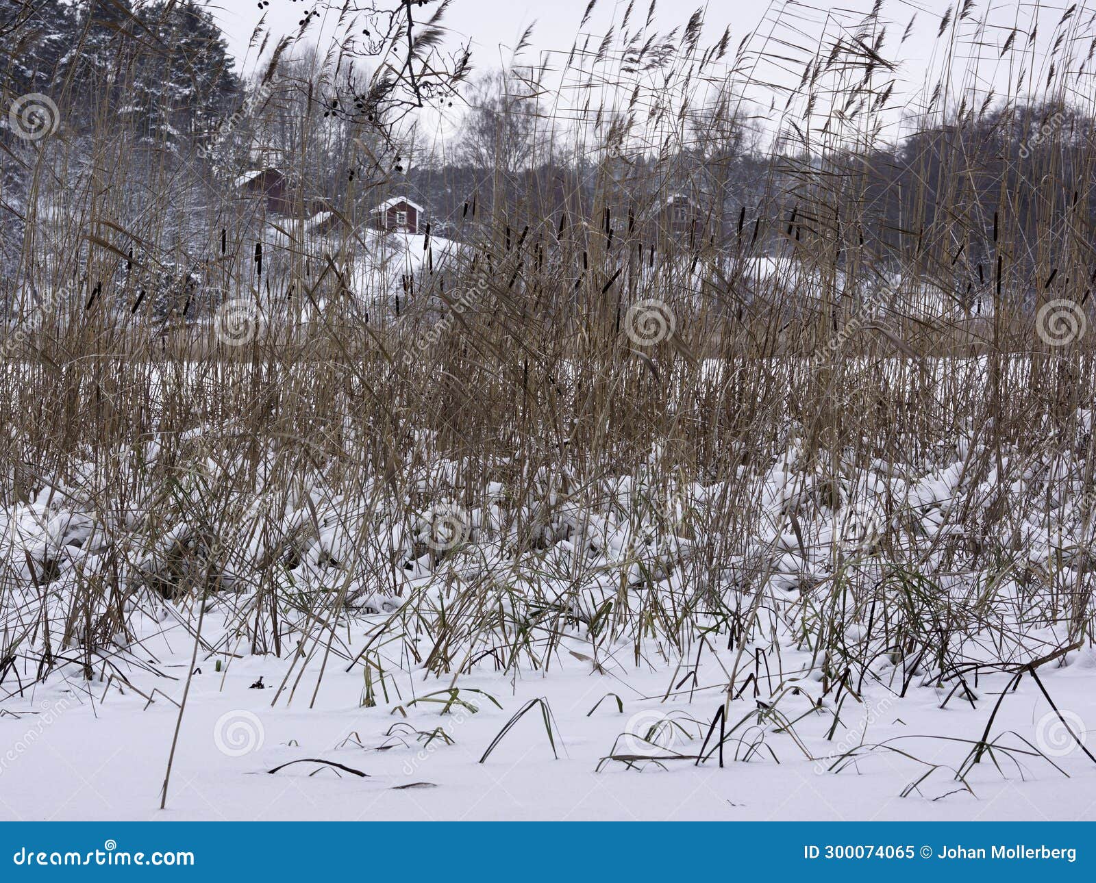 Winter Landscape Scenery with Snow and Reed in Forground Stock Image ...