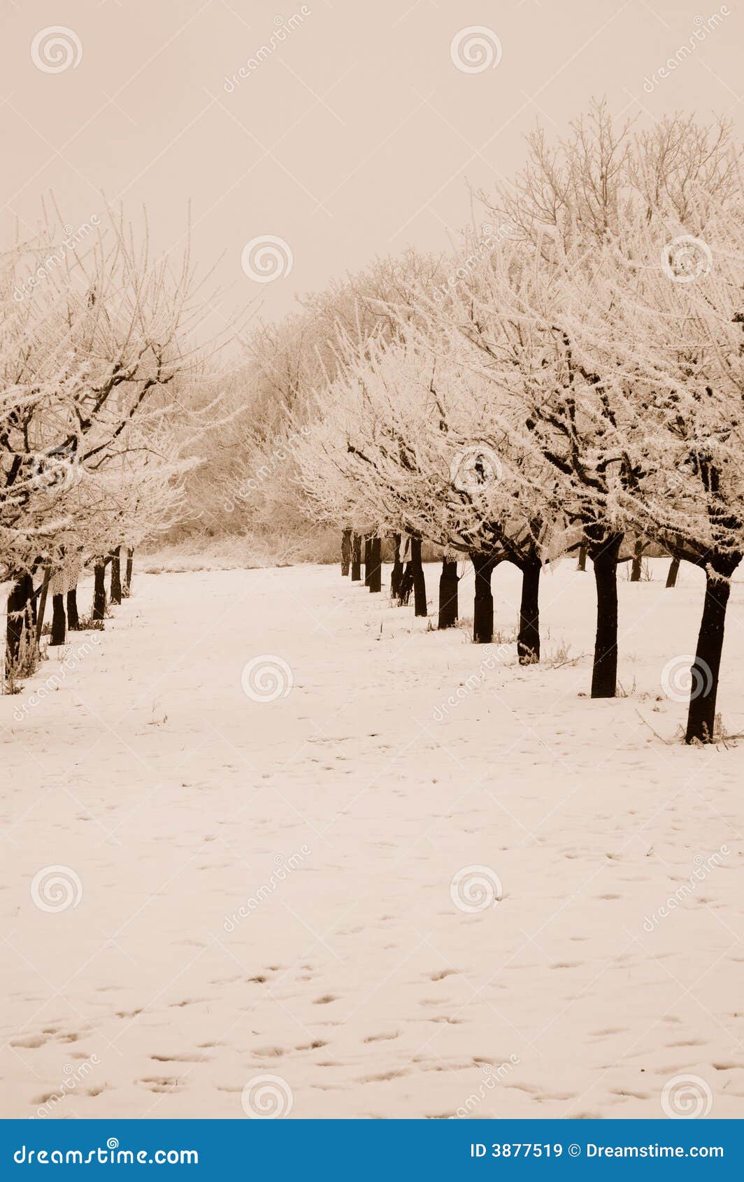 Winter Landscape Sepia Toned Stock Image - Image of frosty, white: 3877519
