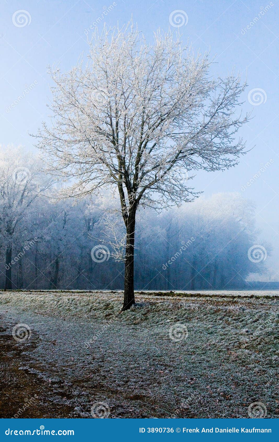 Winter Landscape Single Tree at Forest Border Stock Photo - Image of ...