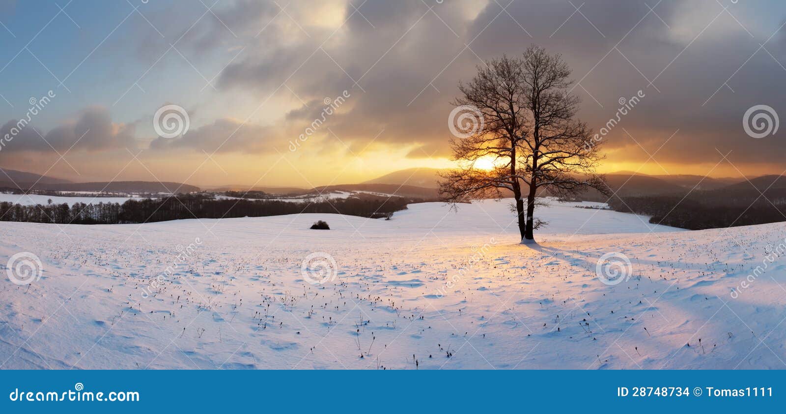 Winter Landscape with Snow and Alone Tree - Panorama Stock Photo ...