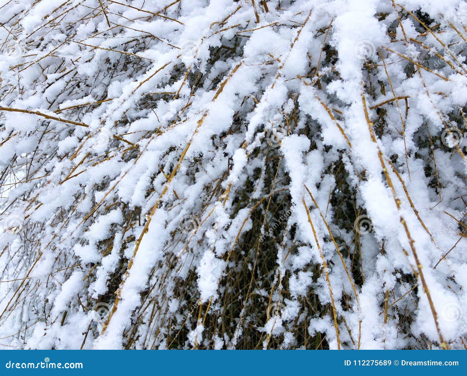 Winter Landscape Snow Background with Trees Harsh Winter Scenery with ...