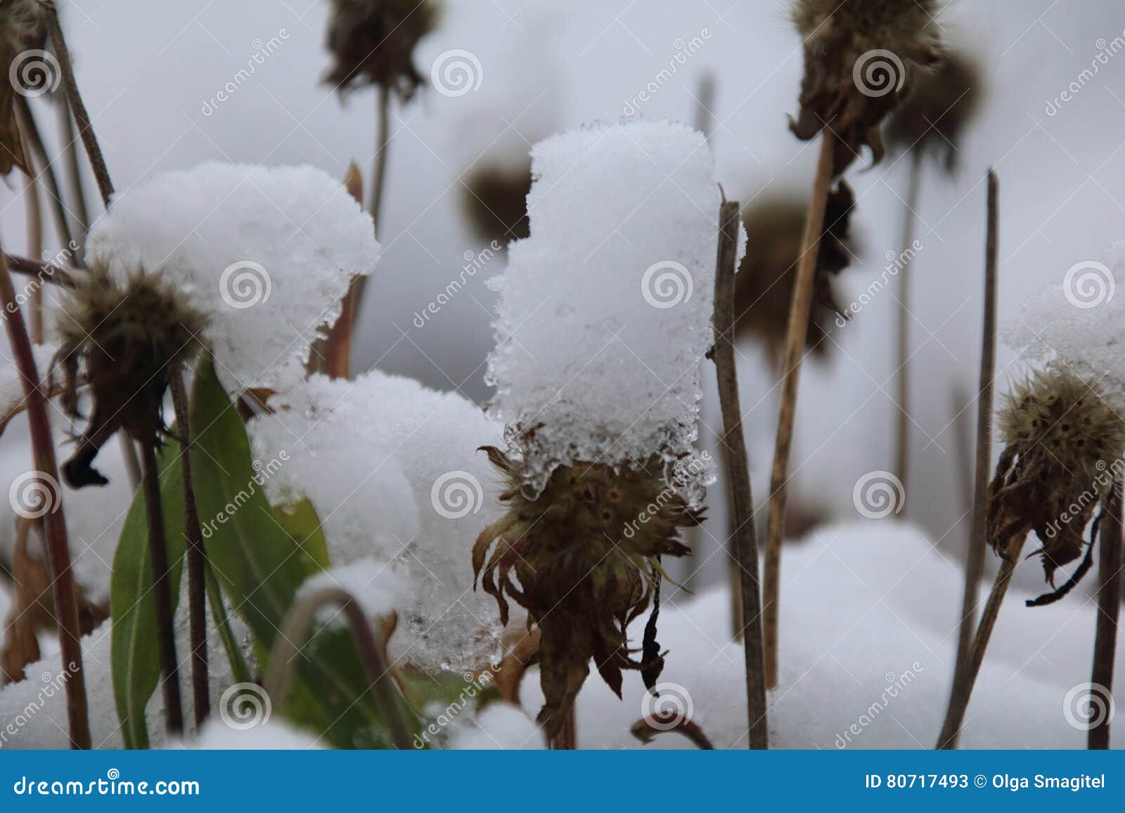 Winter Landscape with Snow Covered Flowers Stock Image - Image of scene ...