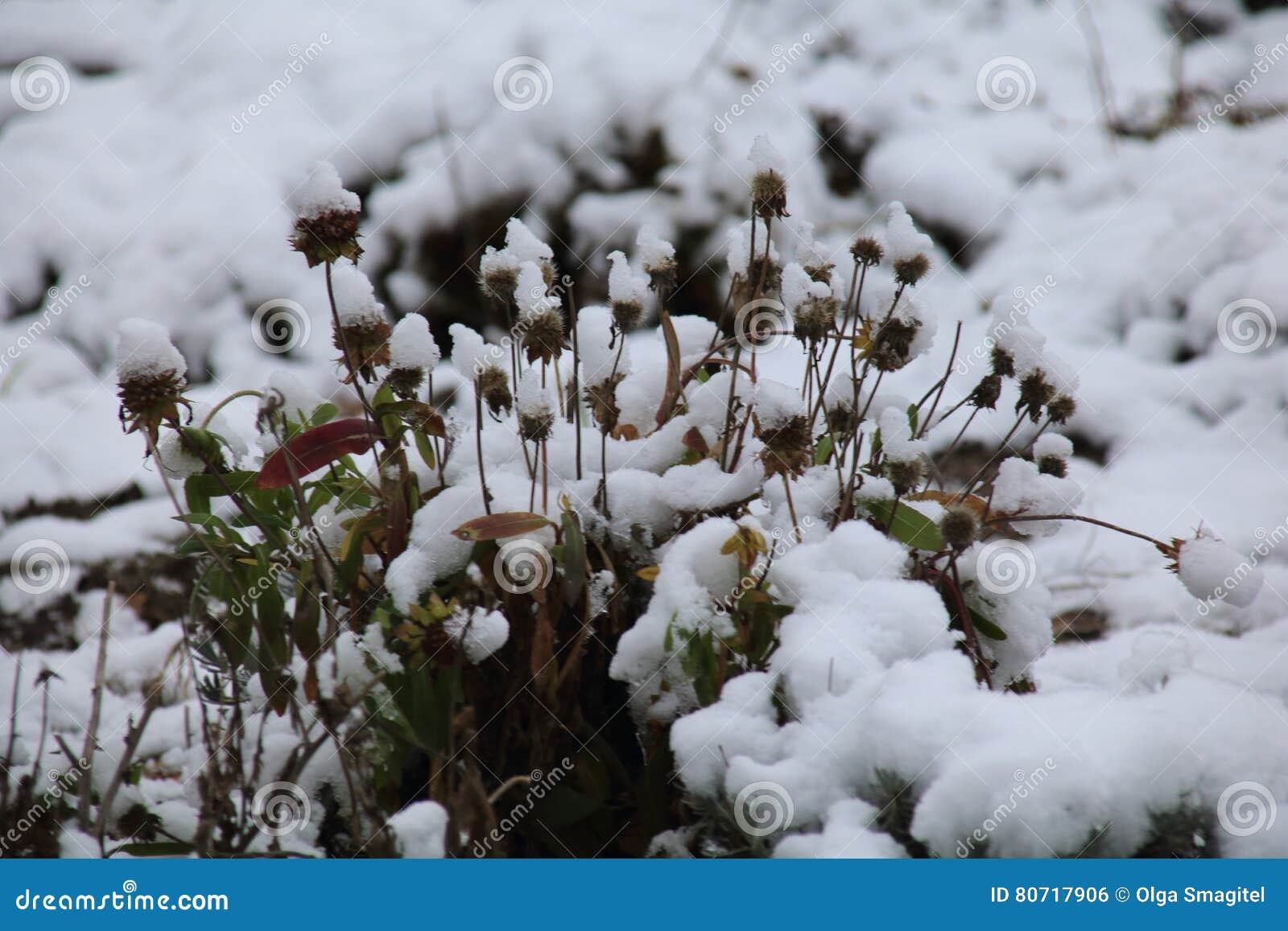Winter Landscape with Snow Covered Flowers Stock Photo - Image of ...