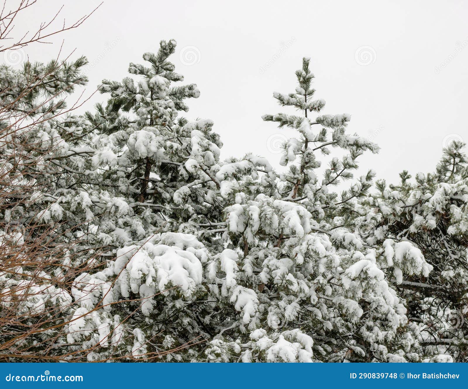 Winter Landscape with Snow. Pine Trees. Stock Photo - Image of misty ...