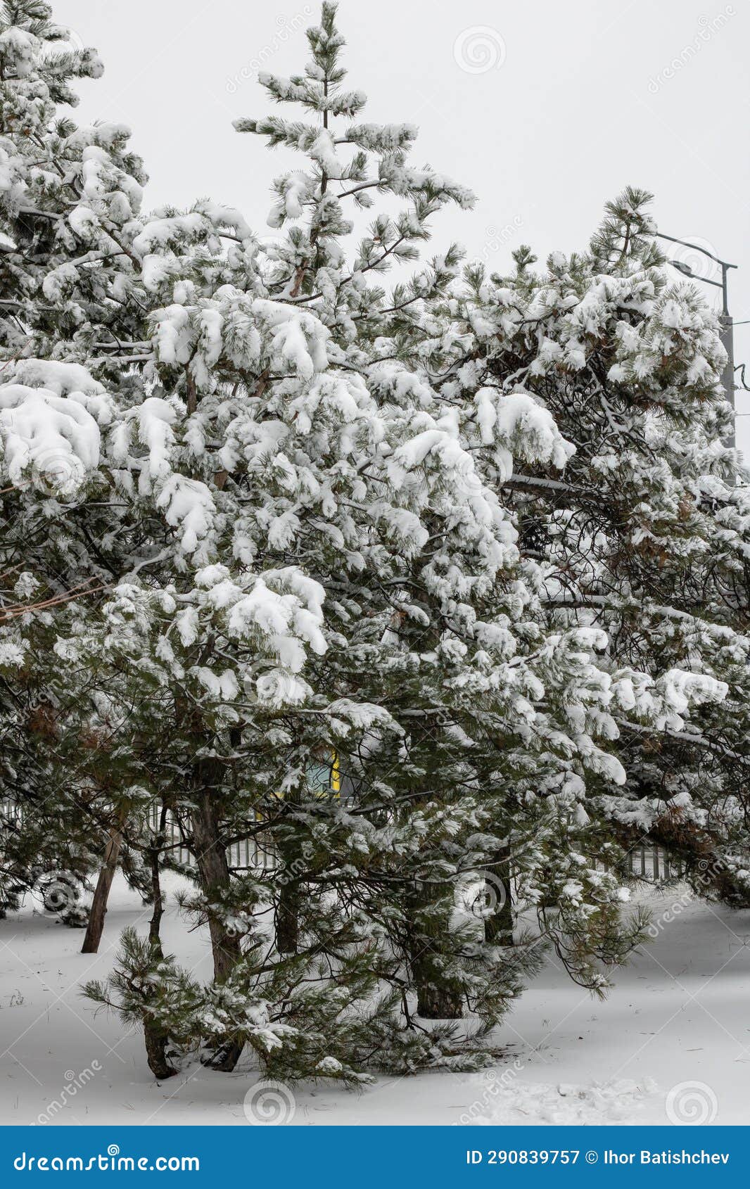 Winter Landscape with Snow. Pine Trees. Stock Image - Image of scenery ...