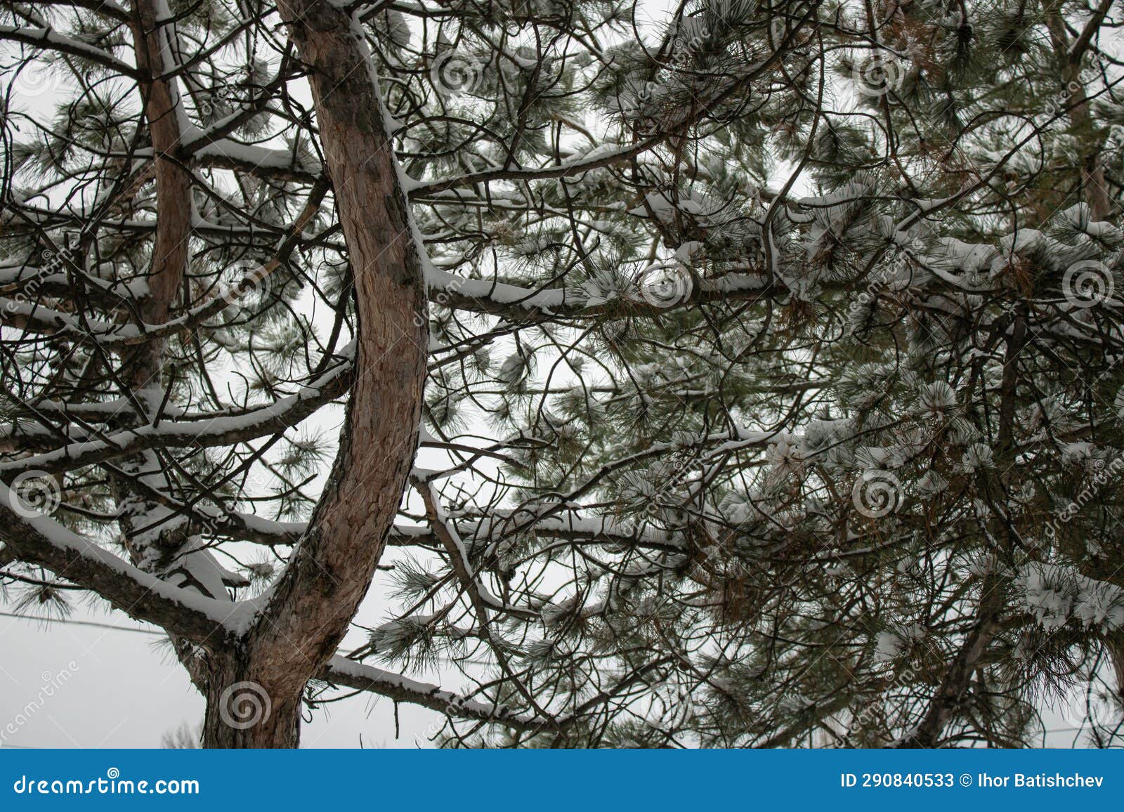 Winter Landscape with Snow Covered Pine Trees. Stock Image - Image of ...