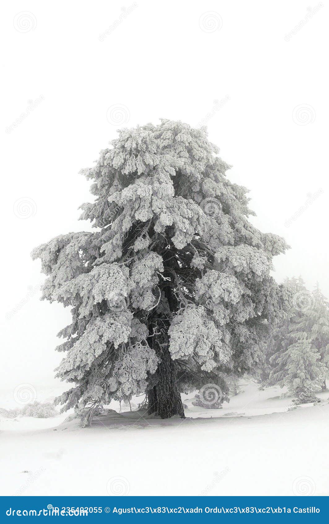 Beautiful Winter Landscape with Snow Covered Trees. Stock Image - Image ...