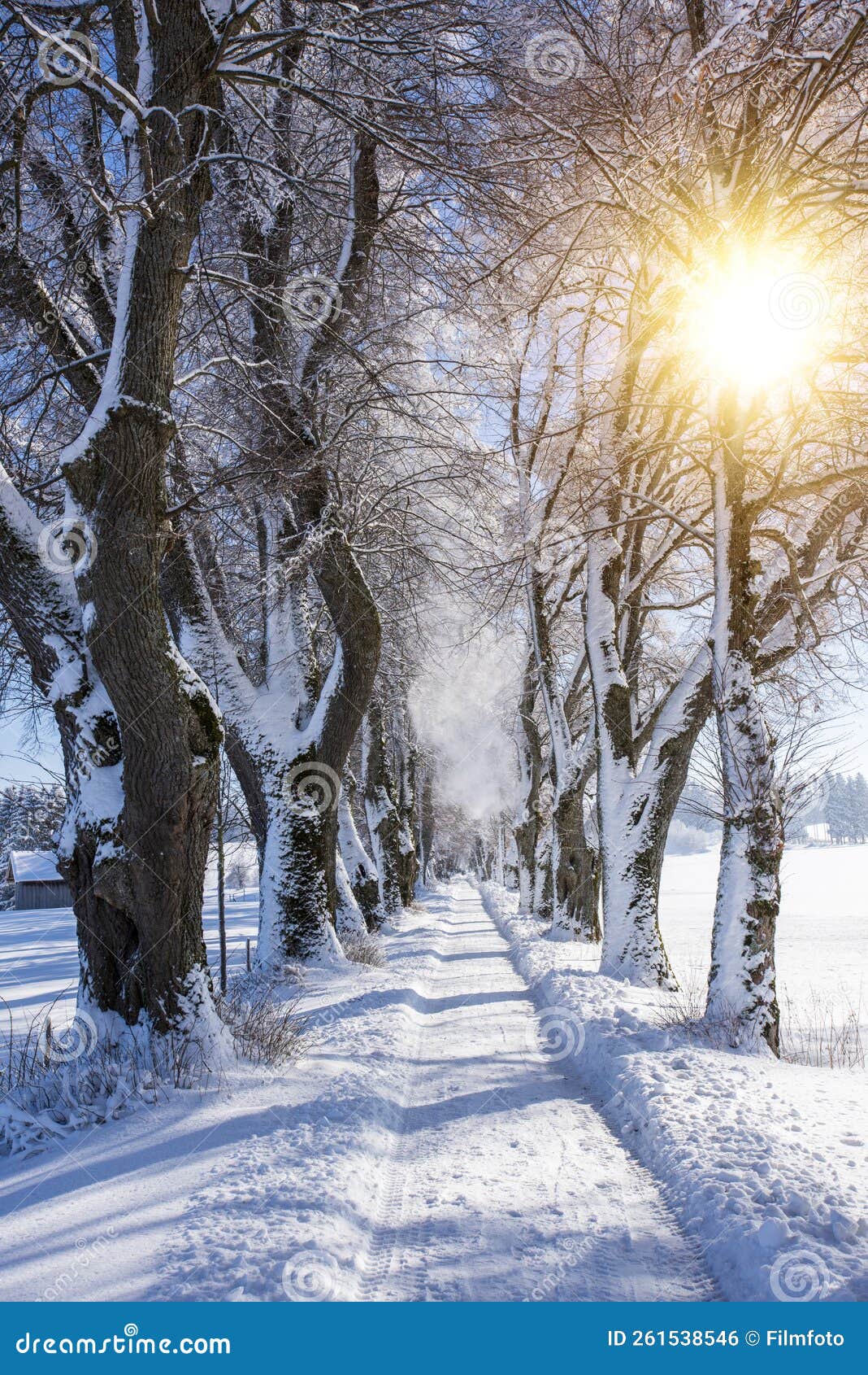Winter Landscape with Snow Covered Trees and Footpath Stock Photo ...