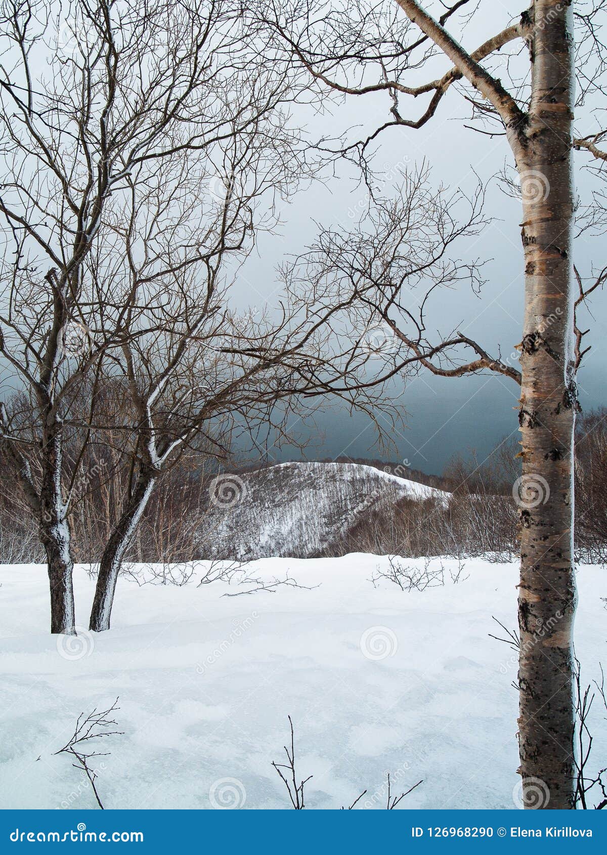 Winter Landscape of Snow-covered Trees after Snowfall Stock Photo ...