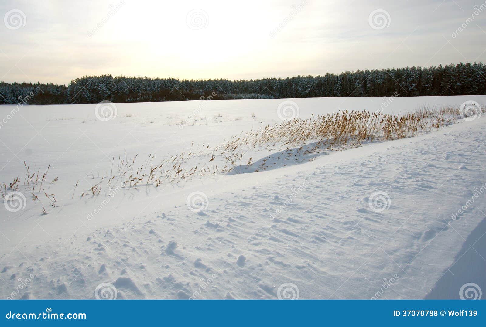 Winter Landscape with Snow and Dry Grass on the Field Stock Photo ...