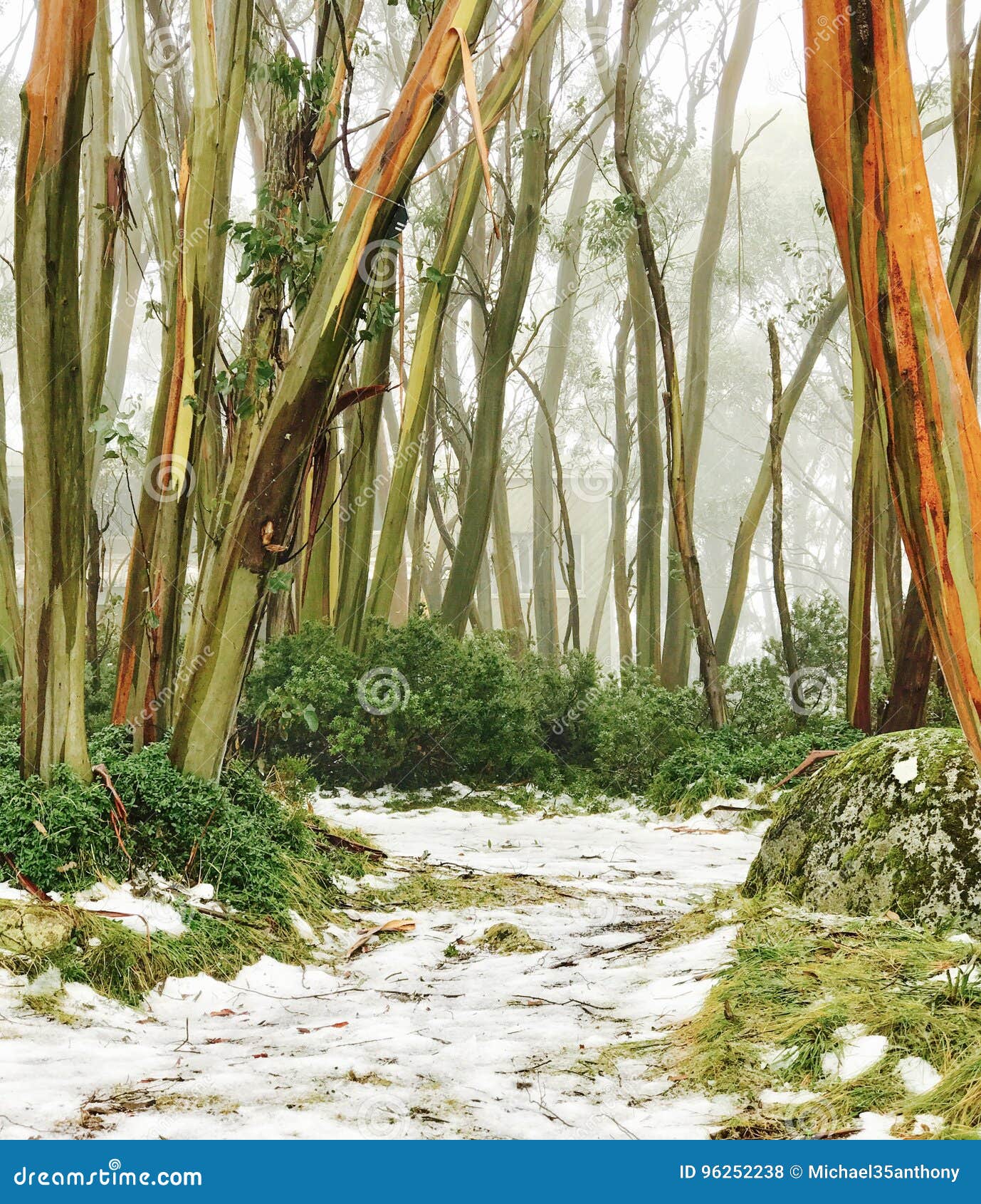 Winter landscape stock photo. Image of bush, path, snow - 96252238