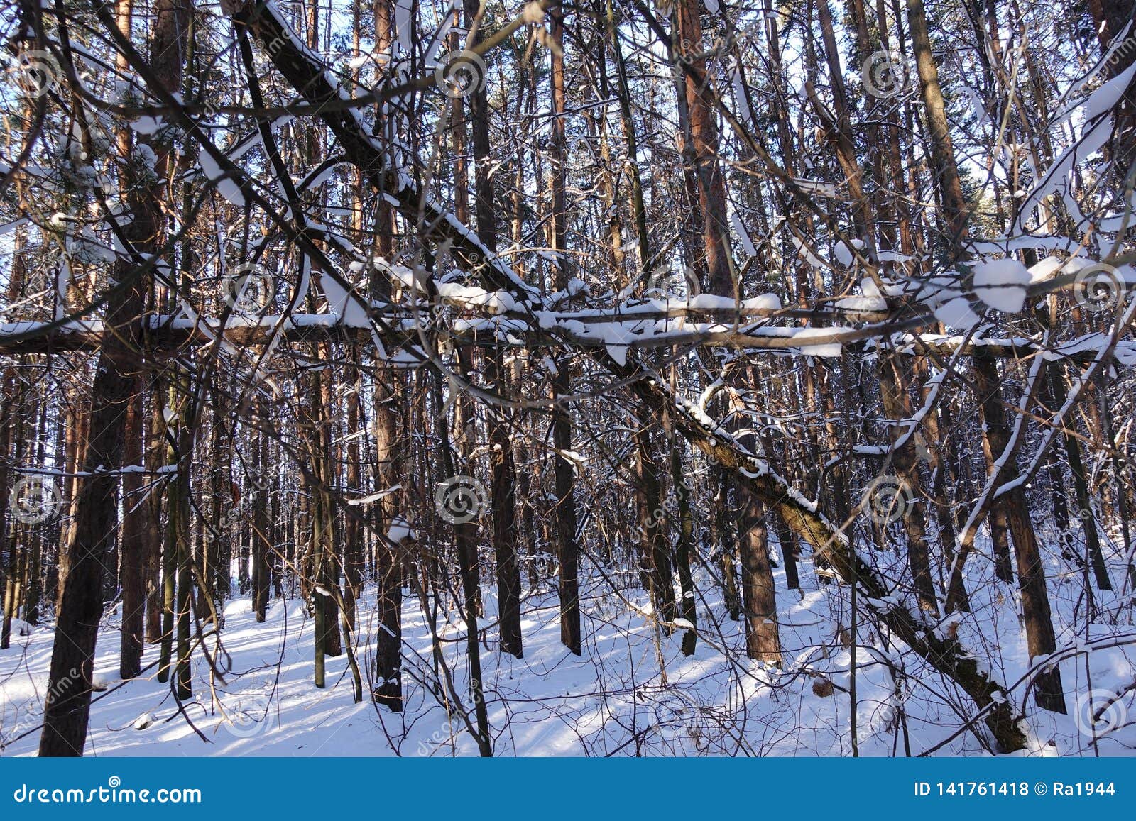 Winter Landscape: Snow in the Thicket of the Forest Stock Photo - Image ...