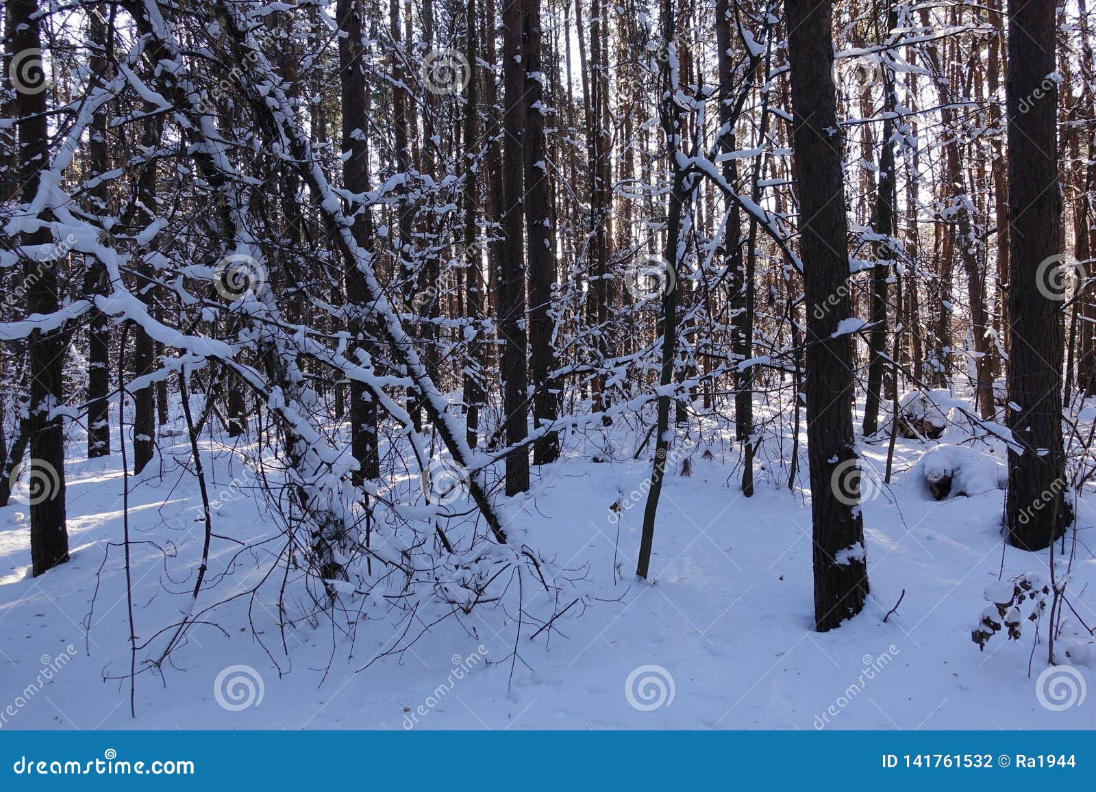 Winter Landscape: Snow in the Thicket of the Forest Stock Photo - Image ...