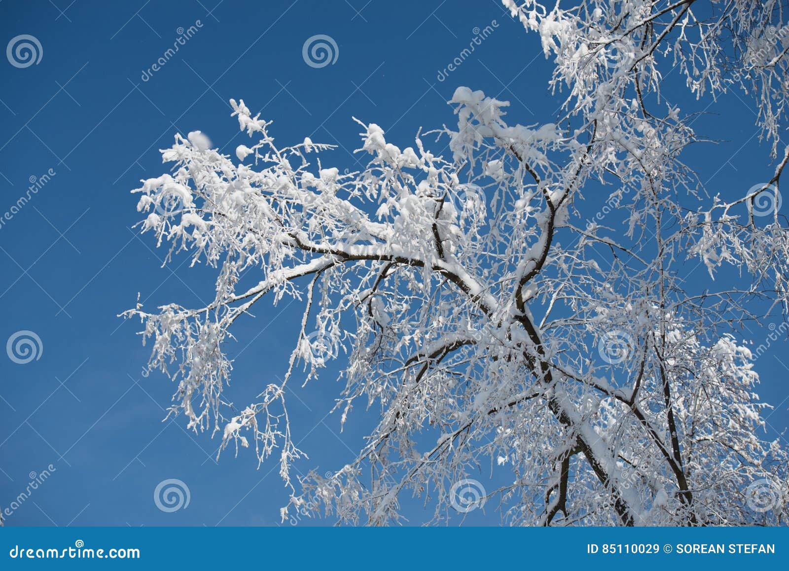 Winter landscape stock image. Image of tree, forest, white - 85110029