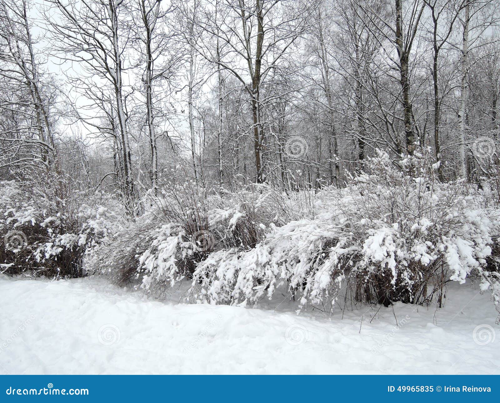 Winter Landscape after Snowfall Stock Image - Image of forest, black ...
