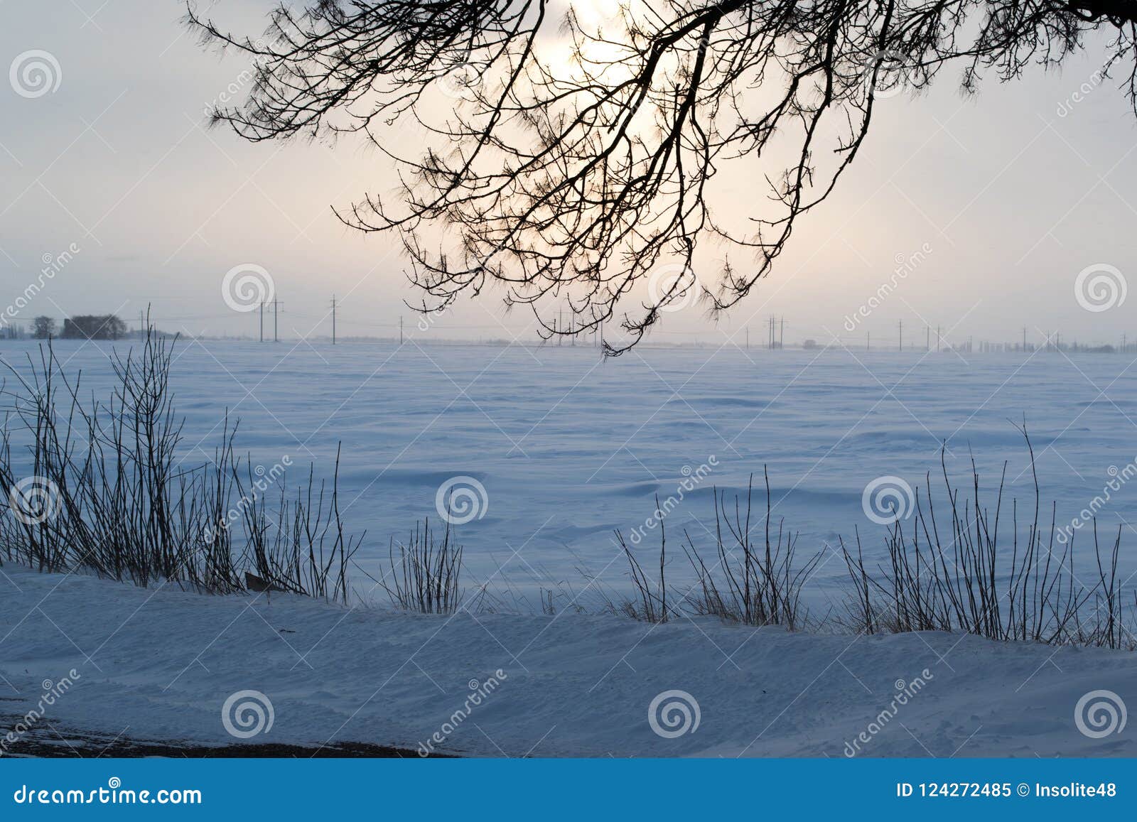 Winter Landscape. Snowy Field with Bushes and Branches of the Tree on ...