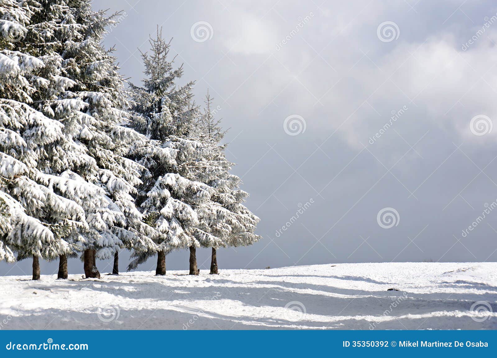 Winter Landscape with Snowy Pines Stock Photo - Image of sunbeams ...