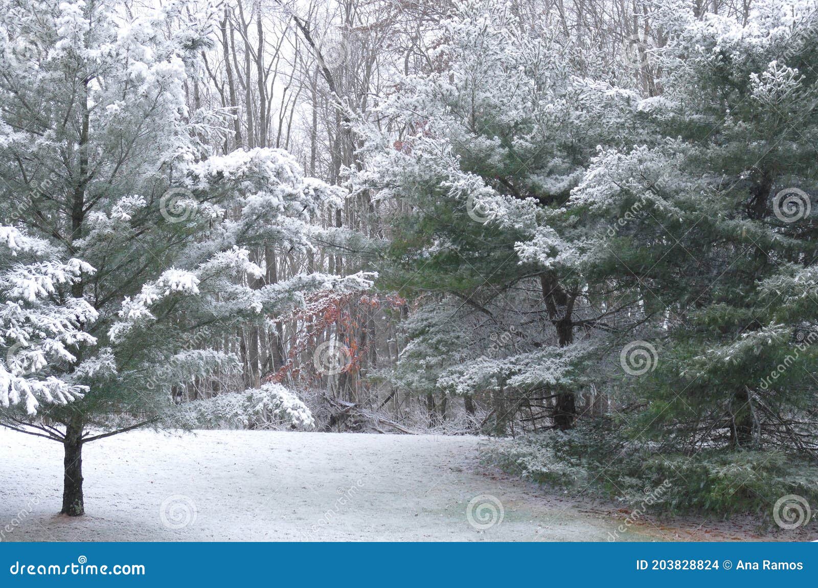 Winter Landscape, Snowy Winter Trees. Stock Photo - Image of landscape ...