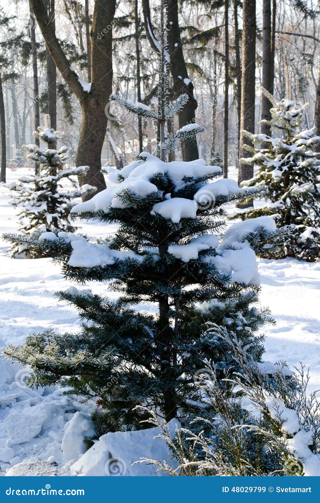 Winter Landscape Spruce Tree in the Park Stock Image - Image of rural ...