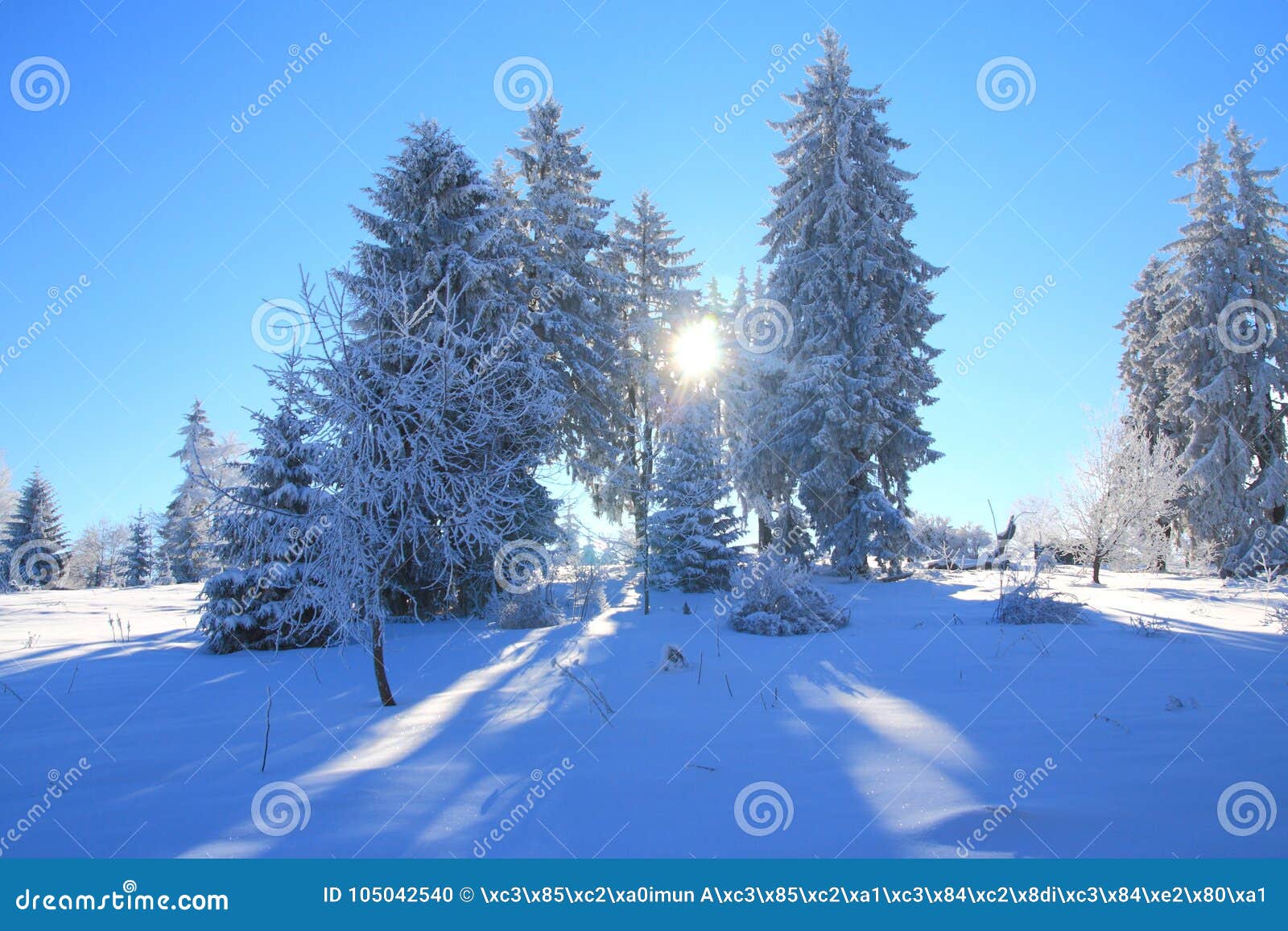 Winter Landscape, Sun Rays through Pine Trees Covered with Snow Stock ...