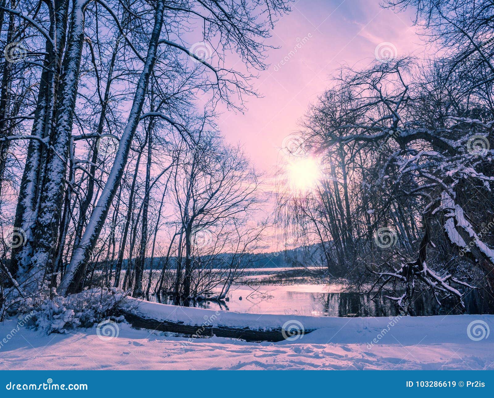 Winter Landscape with Sun Setting among the Trees at the Lake S Stock ...