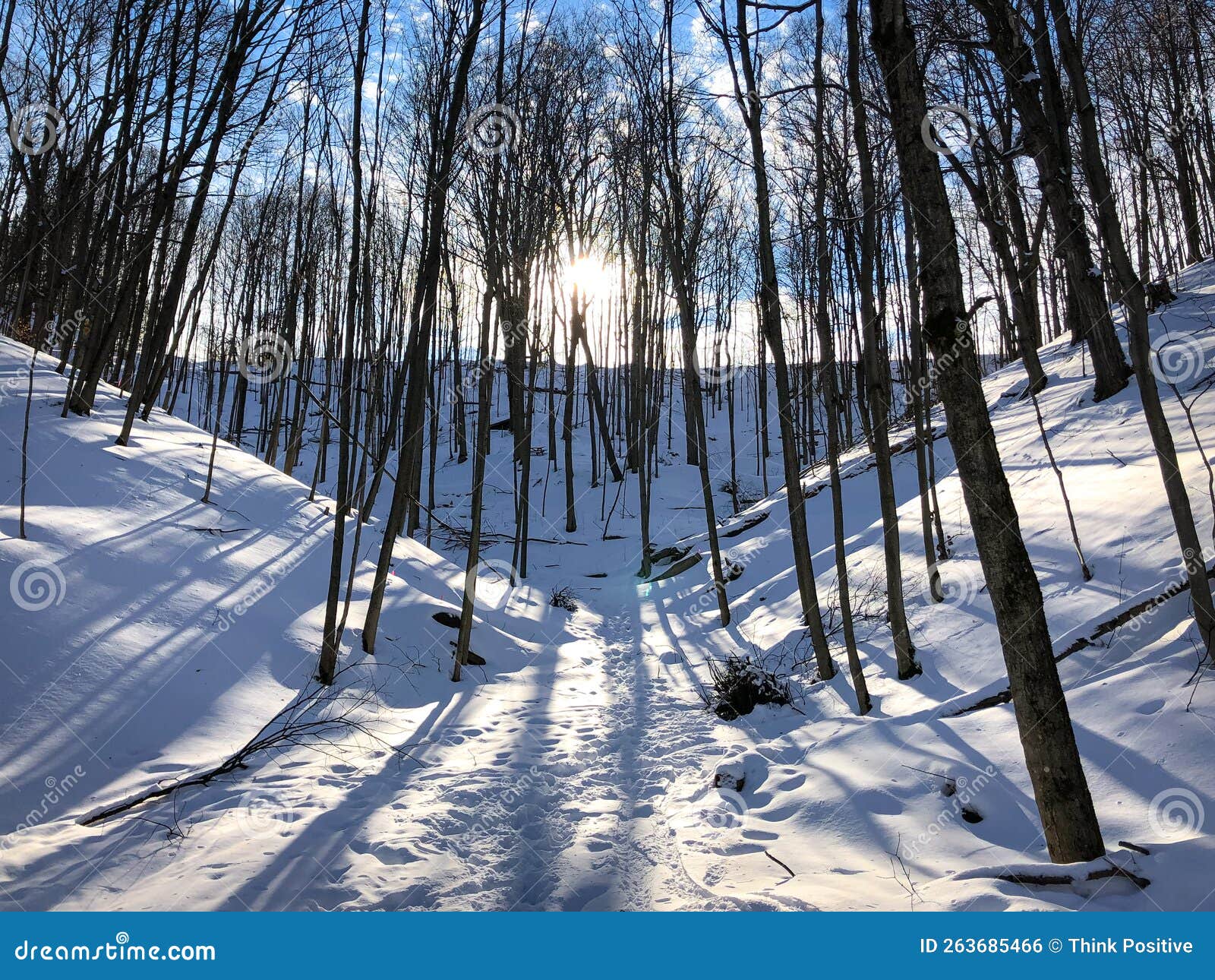 Sunlight through Trees Contrast Winter Landscape Stock Photo - Image of ...
