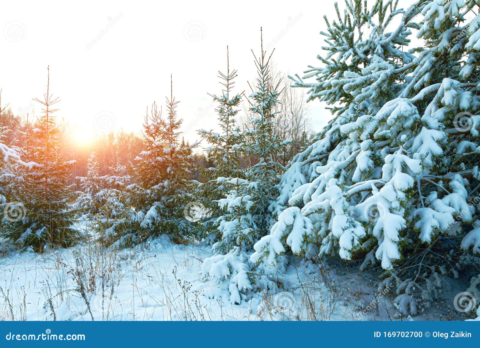 Winter Landscape at Sunset. Christmas Trees in the Snow Stock Photo ...