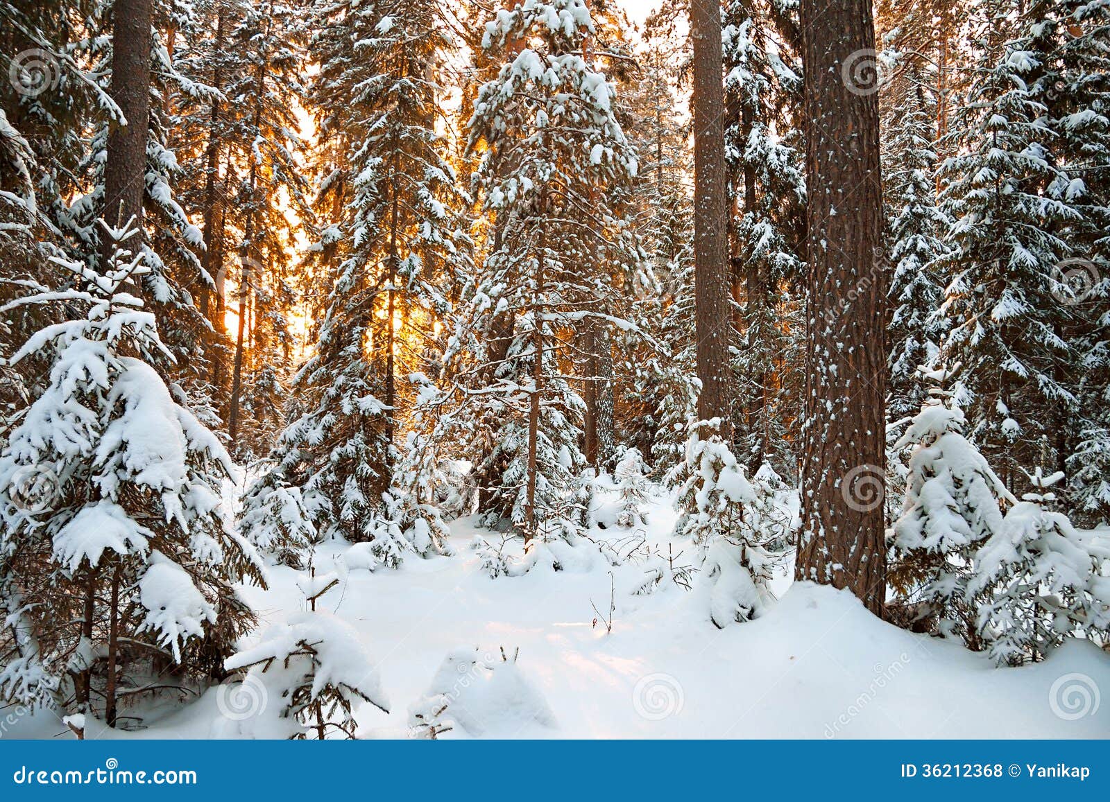 Winter Landscape with Sunset in the Forest Stock Photo - Image of deep ...