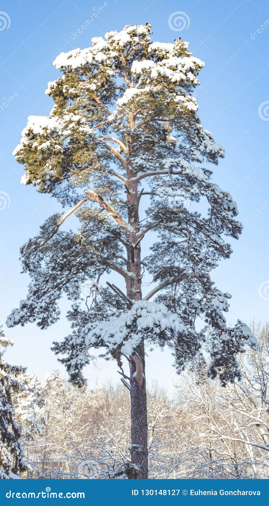 Winter Landscape, Tall Pine Tree in the Snow Stock Image - Image of ...