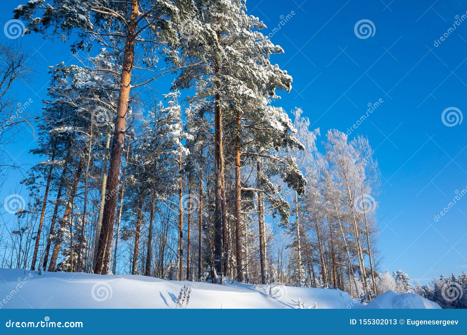 Winter Landscape with Tall Pine Trees Stock Image - Image of flora ...