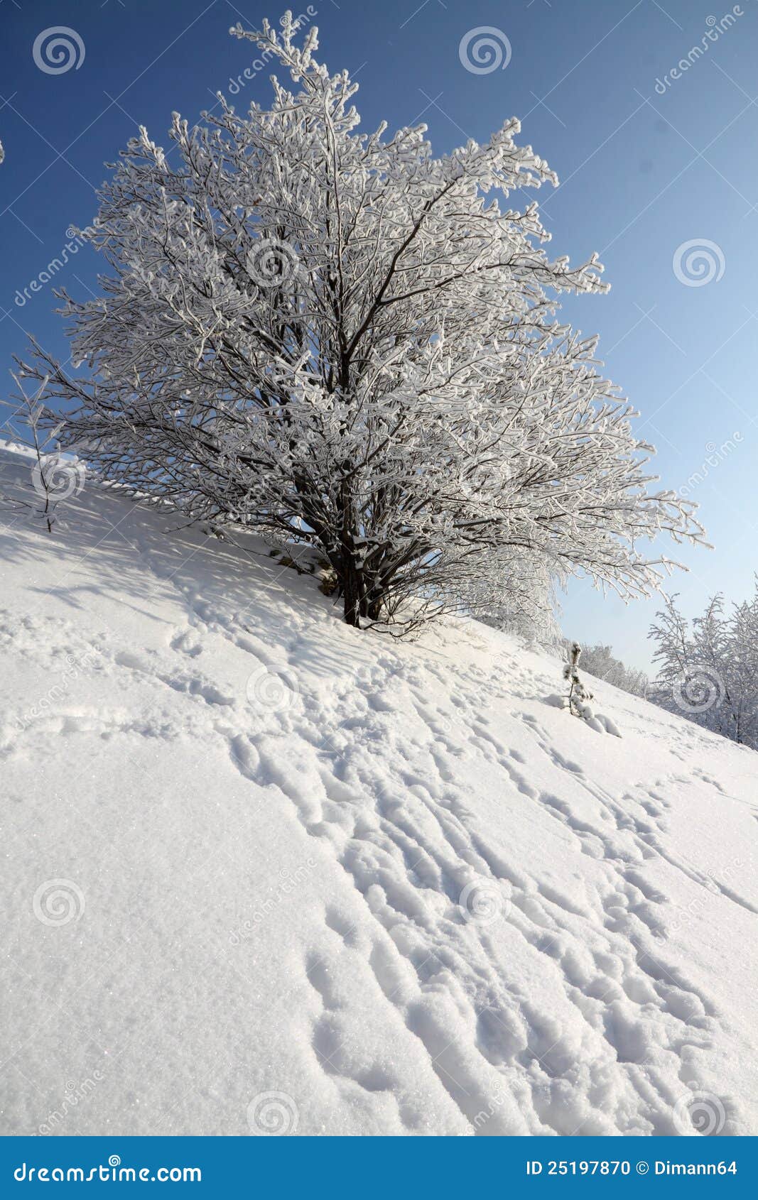 Winter landscape of a tree stock photo. Image of january - 25197870