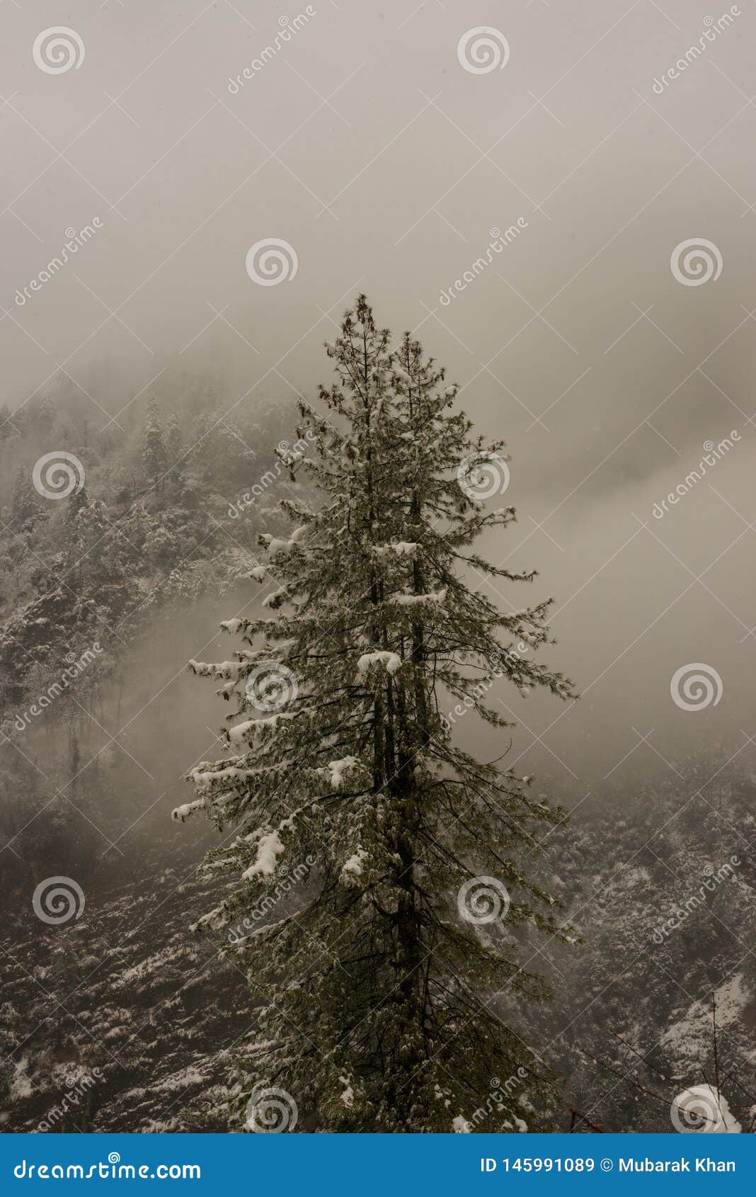 Winter Landscape. Tree and Dry Grass Plants in the Snow. Snow Caped ...