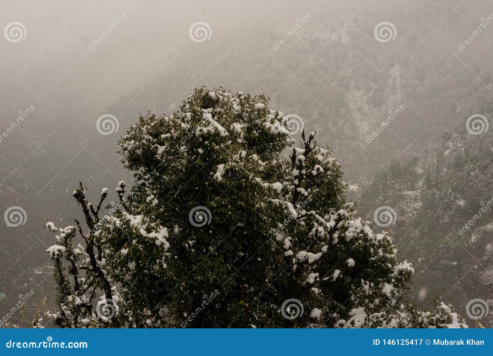 Winter Landscape. Tree and Dry Grass Plants in the Snow. Snow Caped ...