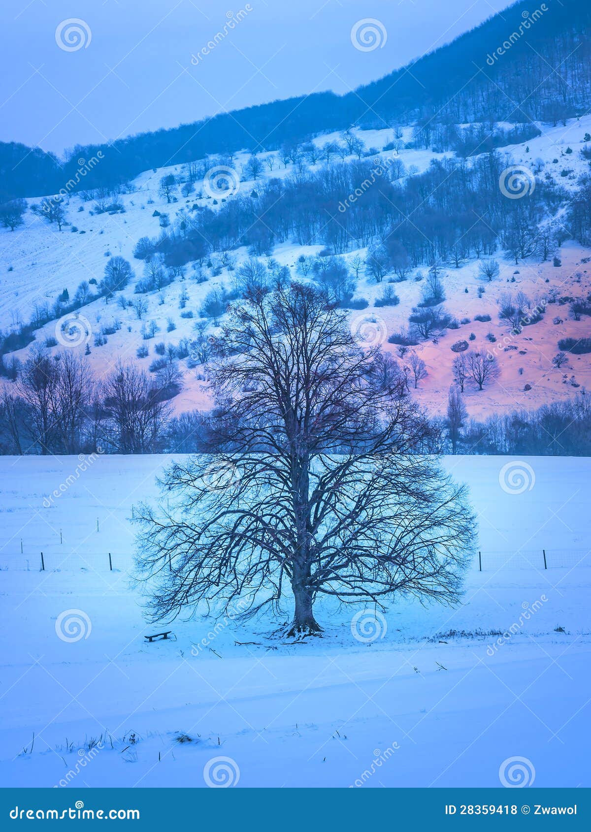 Winter Landscape with Tree and Sunbeam Stock Photo - Image of freeze ...