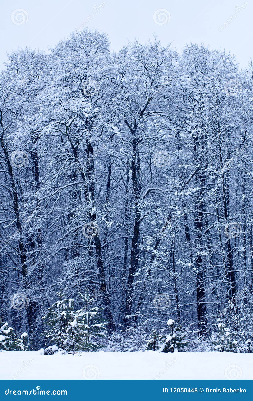 Winter Landscape with Trees Stock Photo - Image of morning, landscape ...