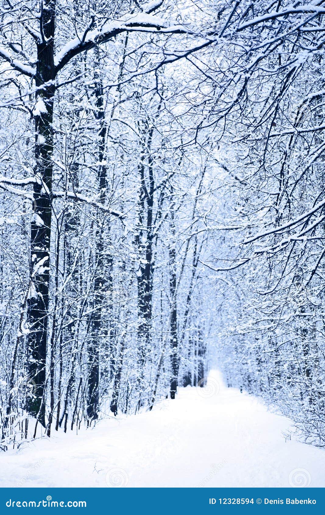 Winter Landscape with Trees Stock Photo - Image of country, blue: 12328594