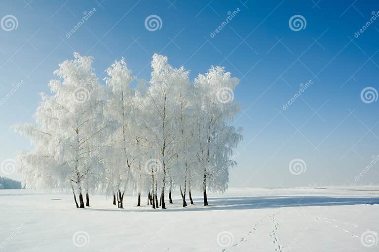 Winter landscape and trees stock image. Image of peaceful - 3954103