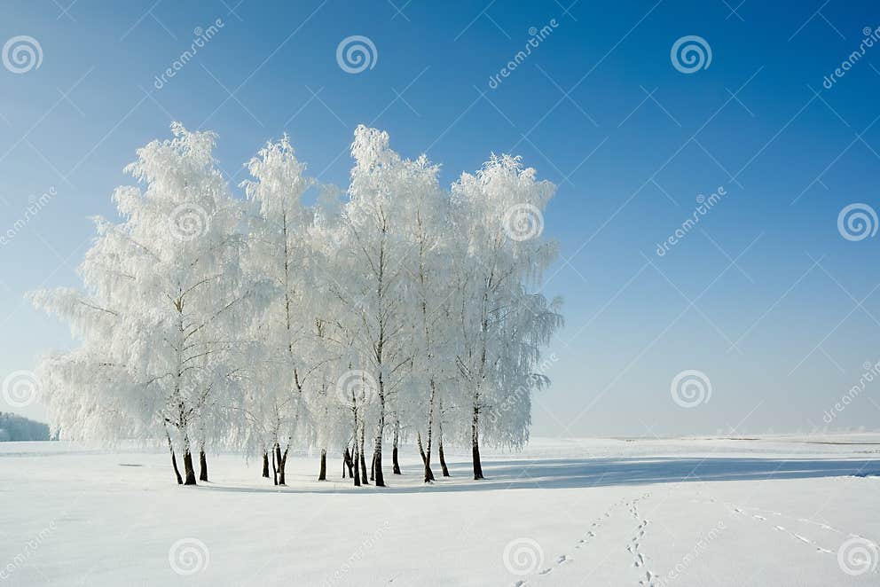 Winter landscape and trees stock image. Image of peaceful - 3954103
