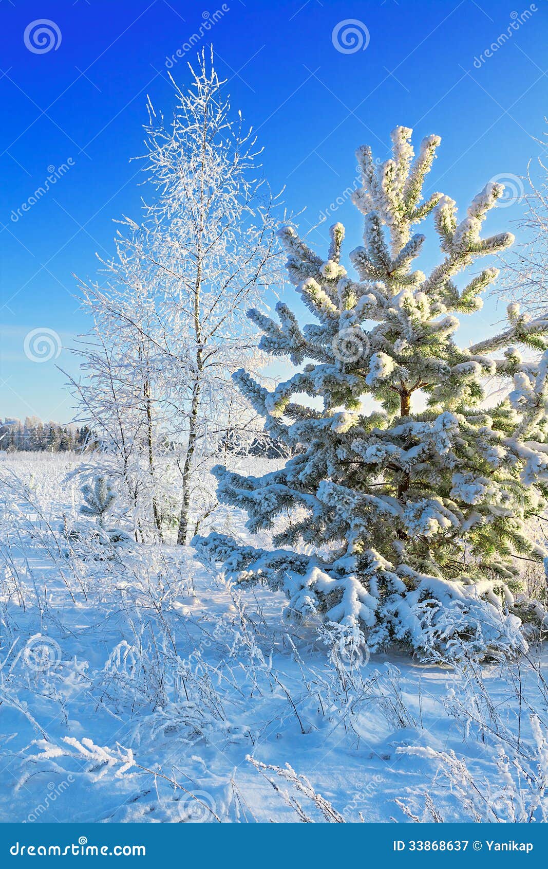 Winter Landscape with Trees Stock Image - Image of february, cold: 33868637