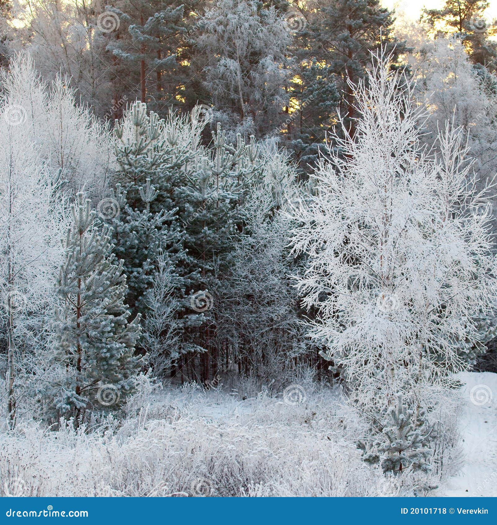 Winter Landscape. the Trees Covered with Hoarfrost Stock Photo - Image ...