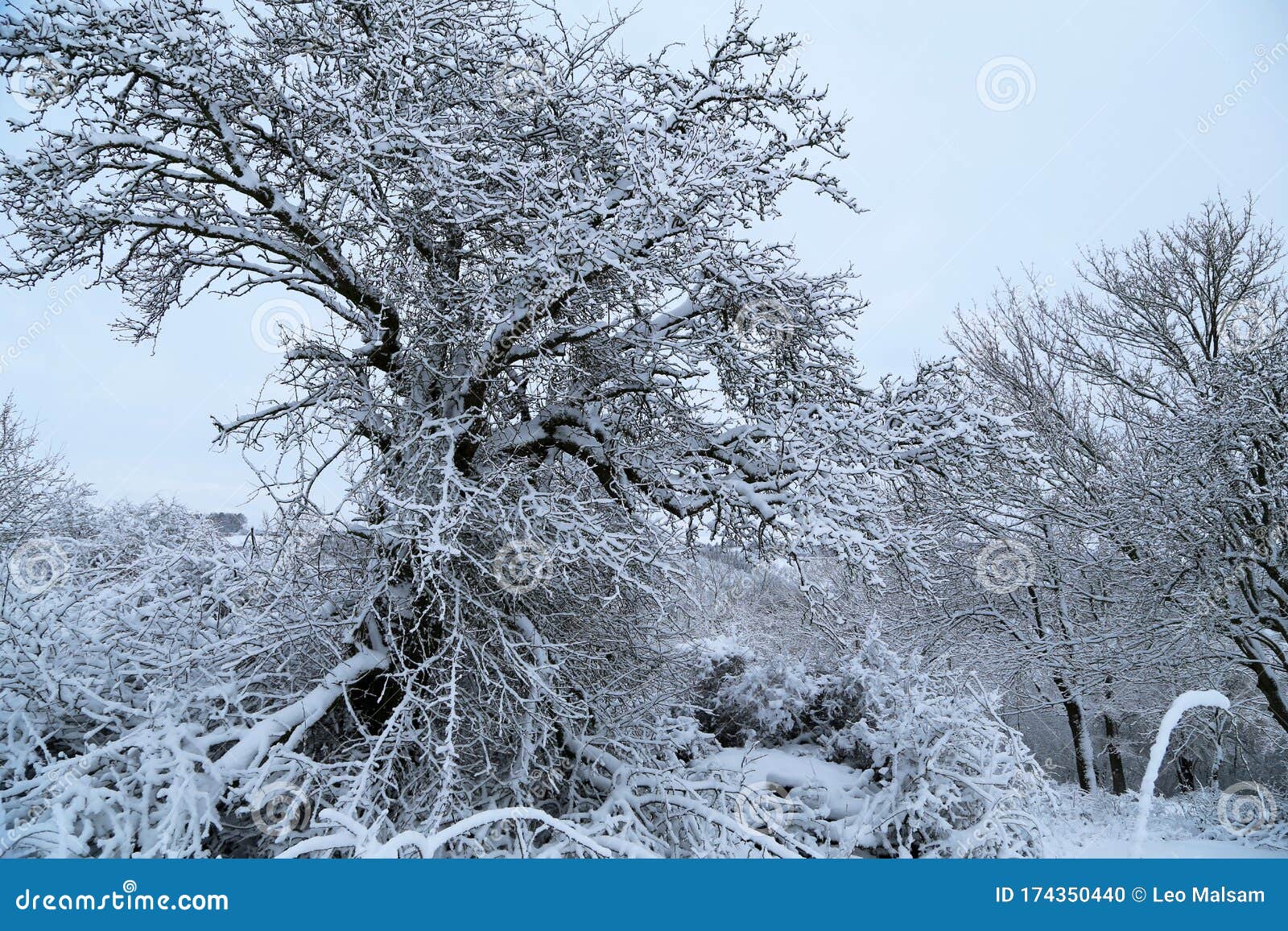 Winter Landscape with Trees Covered in White Snow Stock Photo - Image ...
